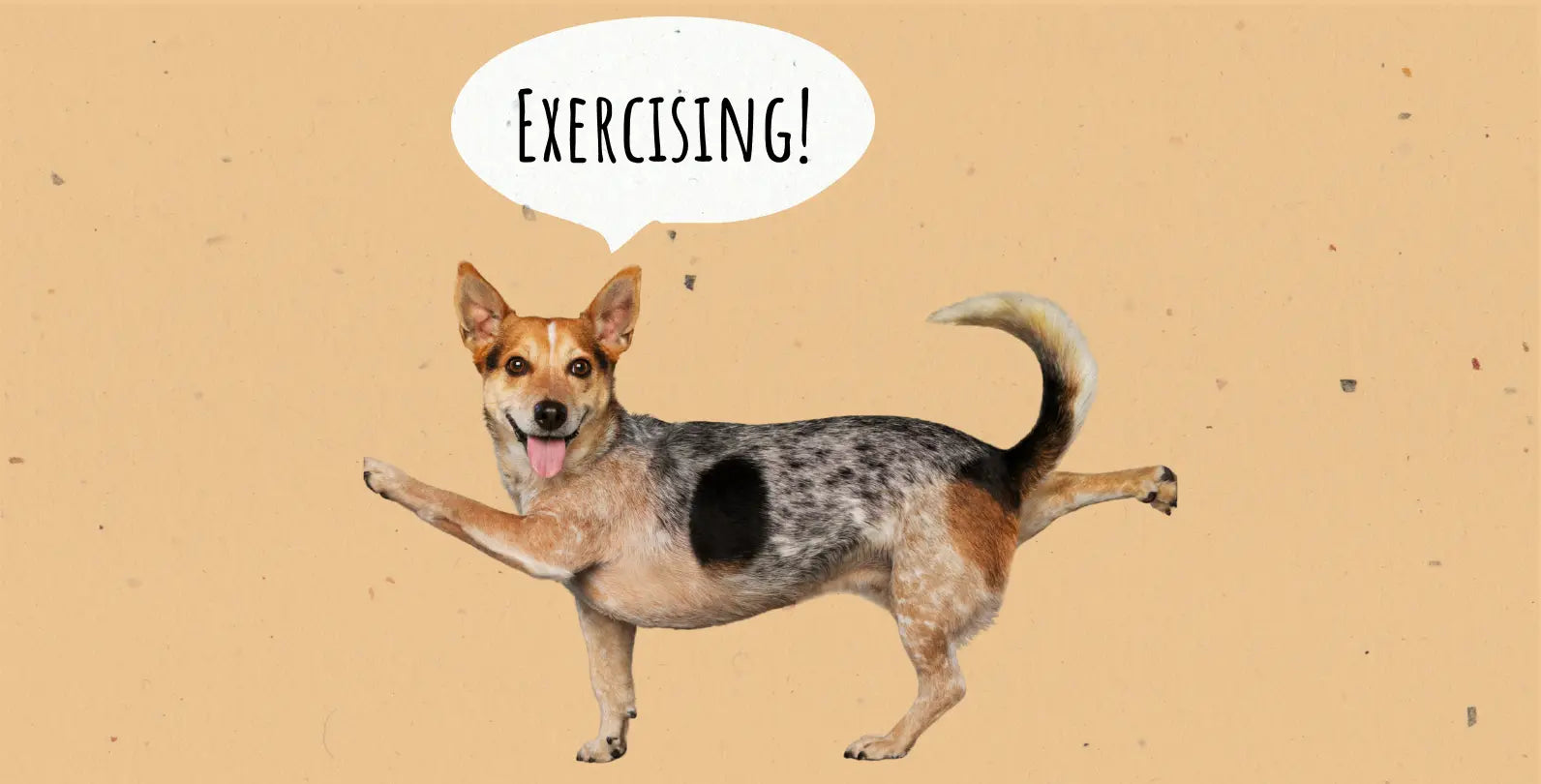 Dog Exercise Ideas: Top Tips for Keeping Your Dog Fit