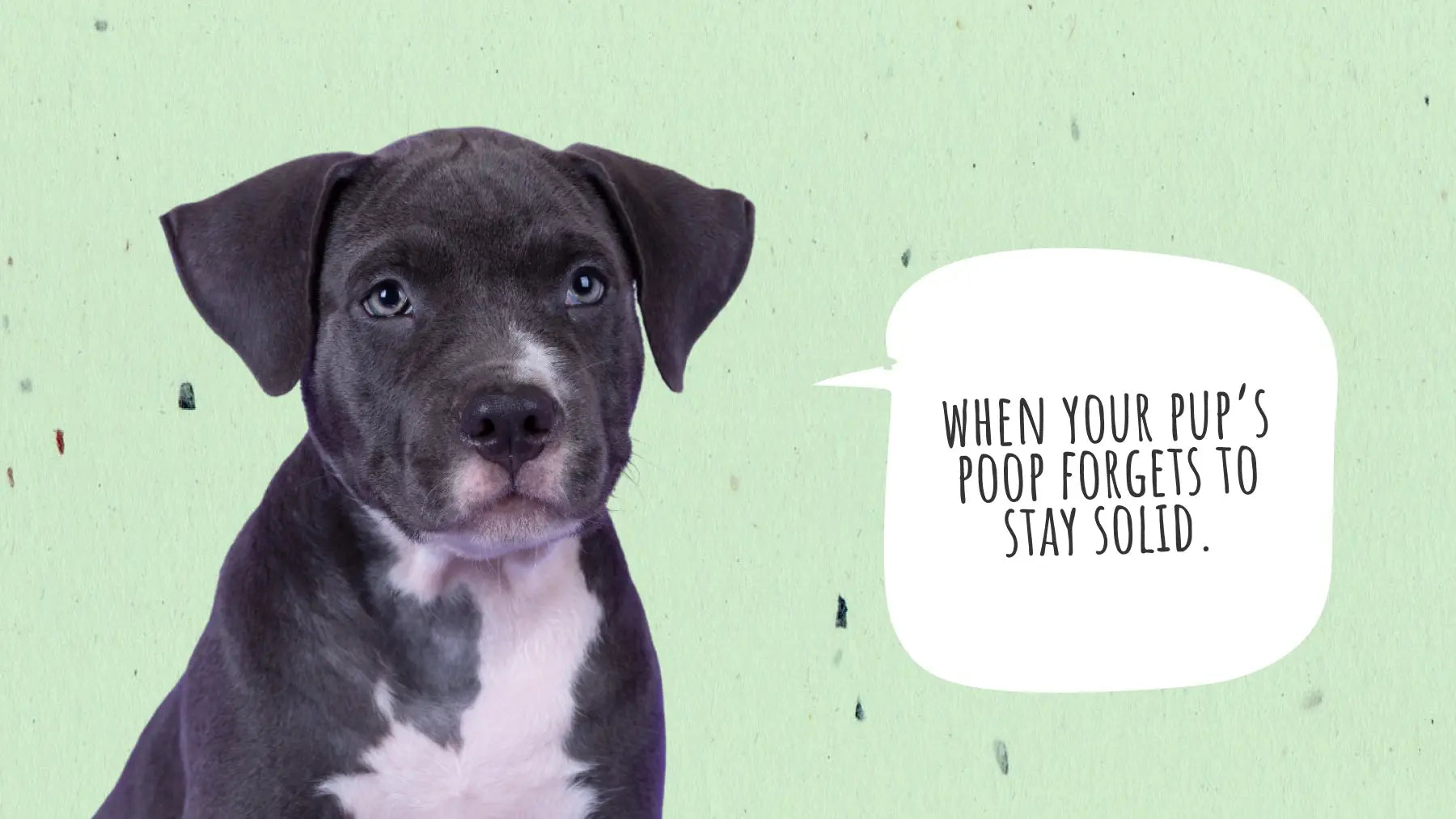 Dog Soft Stool: Causes, Remedies, and Easy Cleanup Tips