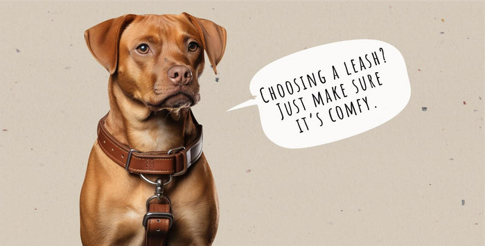 Comprehensive Guide to Various Types of Dog Leashes